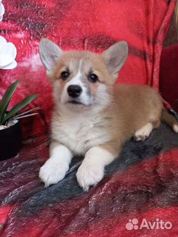 Милашка девочка вельш корги пемброкк