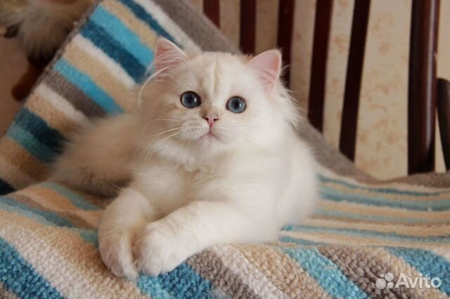 Серебристая шиншилла-пойнт в разведение