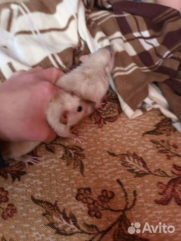 Крыски с клеткой