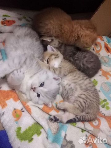 Котята шотландские