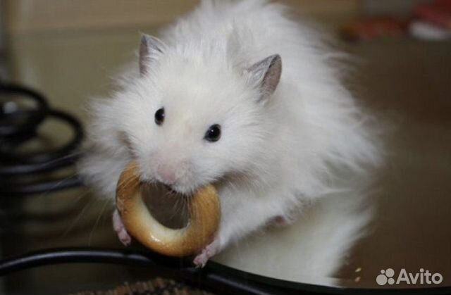 Ангорские хомяки - Мальчики и девочки