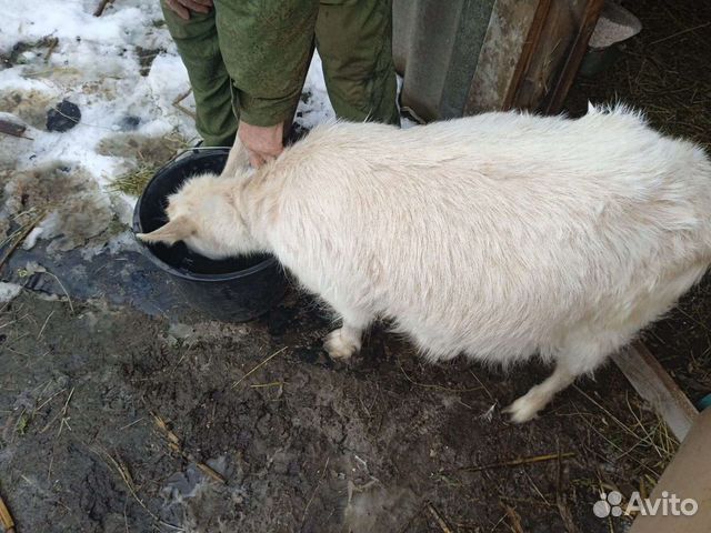 Коза котная