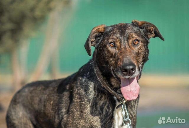 Это Дунай и он ждет тебя