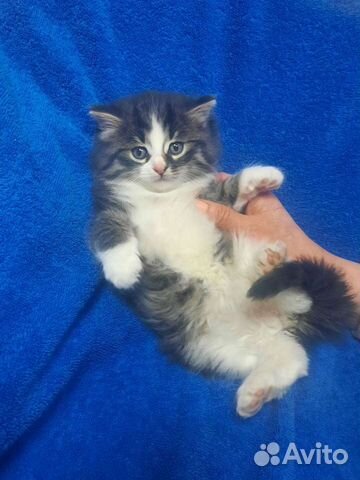 Котята, спасённые из пожара