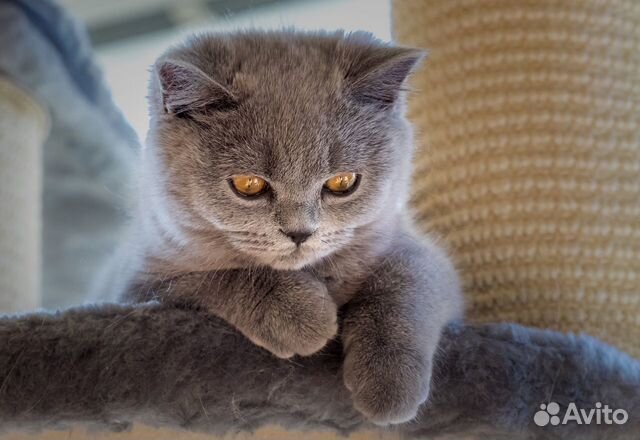Британчкие котята девочки 2,5 мес