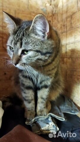 Котик в Ддобрые руки