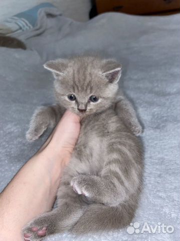 Котята Британцы