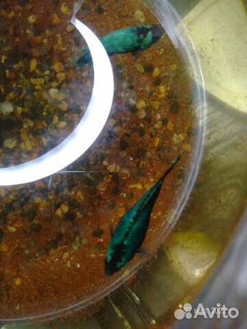 Самочки петушка