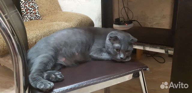 Котята от Русской голубой и Британца