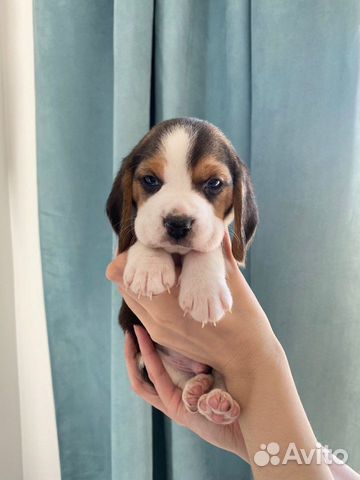 Щенки бигль