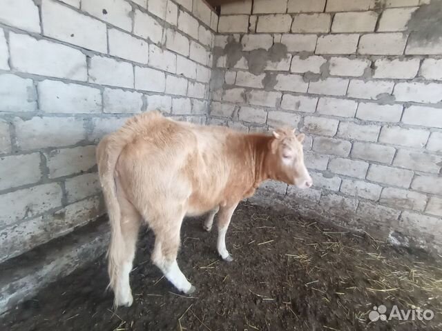 Бычок и телка