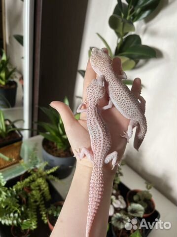 Эублефары беременная пара