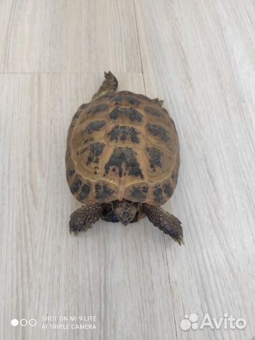 Черепаха сухопутная