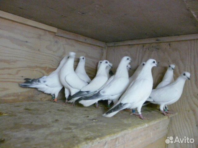 Продажа голубей