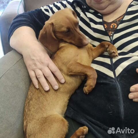 Огненный лисёнок в поисках дома