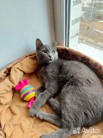Котик Карат, 7 месяцев, порода русская голубая