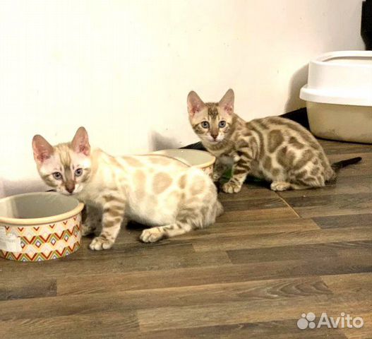 Бенгальские котята москва с док