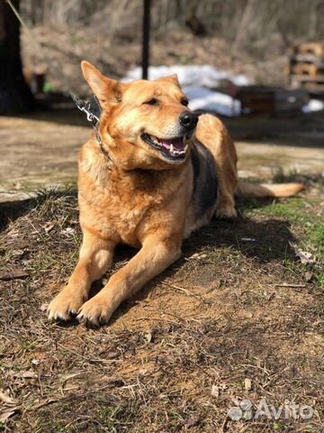 Собака Дора в дар