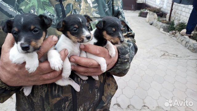 Фокстерьер