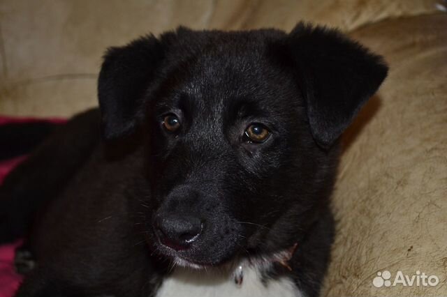 Щенок ищет дом