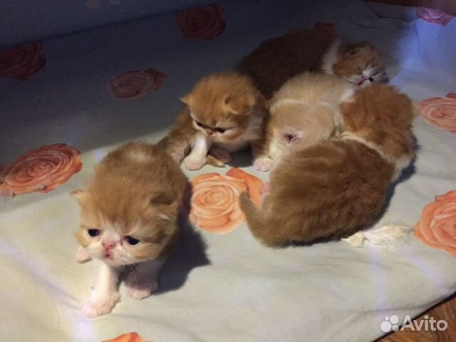 Персидские котята