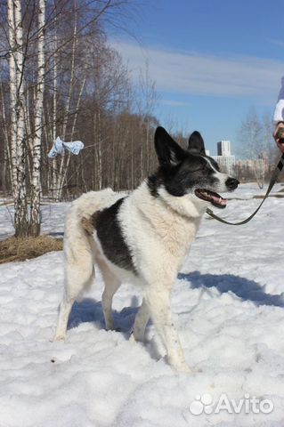 Как лайка только лучше-Тимон, ишет дом