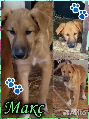 Малыш Макс ищет любящую семью