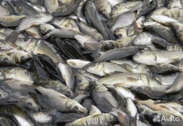 Малек карпа