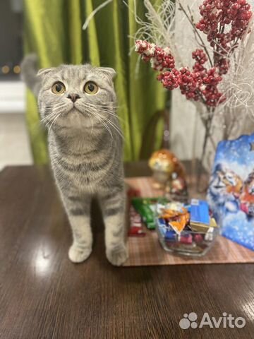 Шотландская кошка вязка