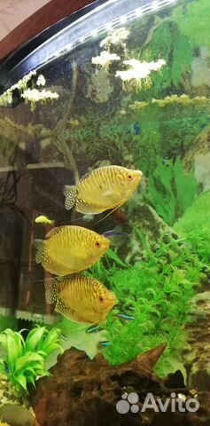 Гурами золотой