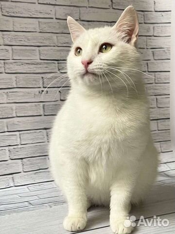 Котодети из приюта ищут своих родителей