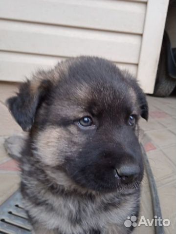 Лучший друг, супер охранник