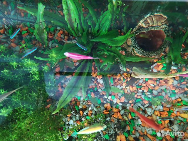 Криптокорина, хелена