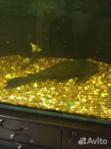 Сом птеригоплихт