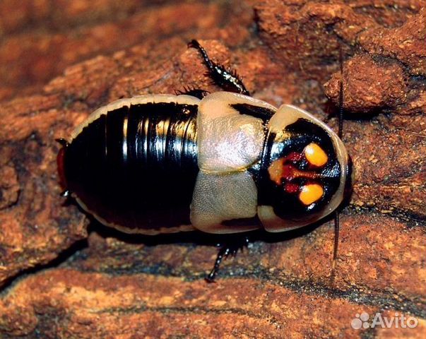 Таракан "Автомобильчик" Lucihormetica subcincta