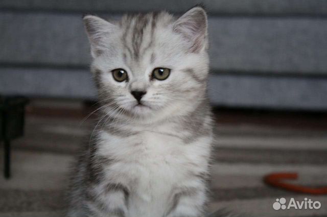 Шотландские котята