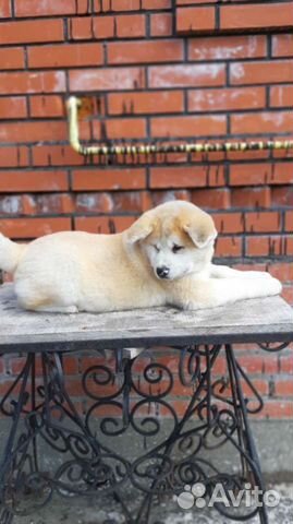 Японская акита-ину