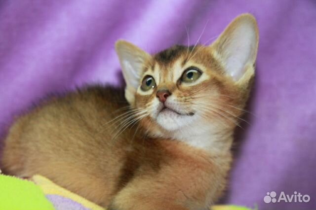 Абиссинска куколка