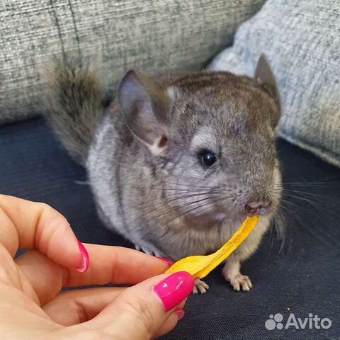 Шиншилленок девочка 2 мес