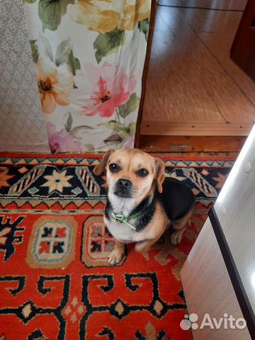 Собака в добрые руки чихуахуа