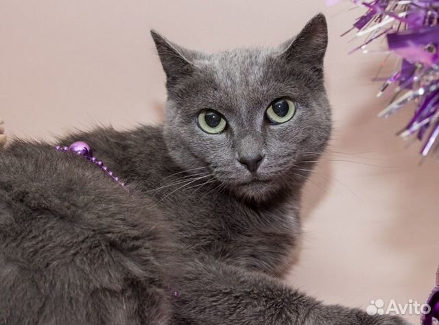 Молодая нежная Марьяша ищет дом