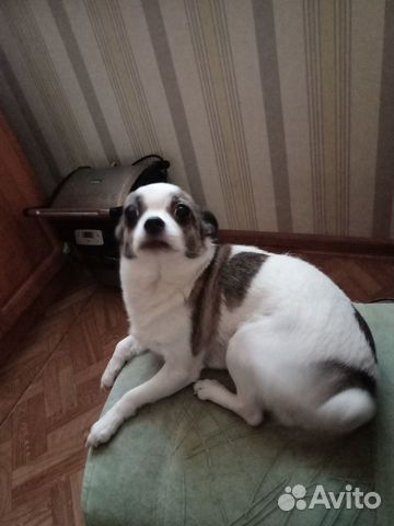 Маленькая собака чихуахуа