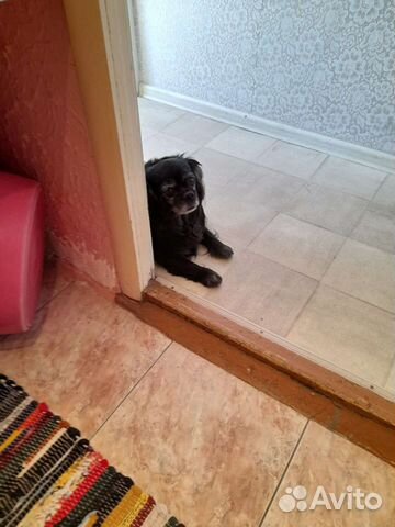 Собака в добрые руки отдам бесплатно