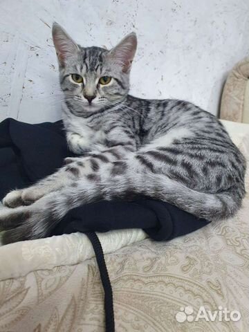 Котенок в добрые руки