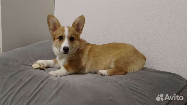 Вельш-корги
