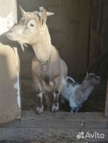 Камерунская козочка