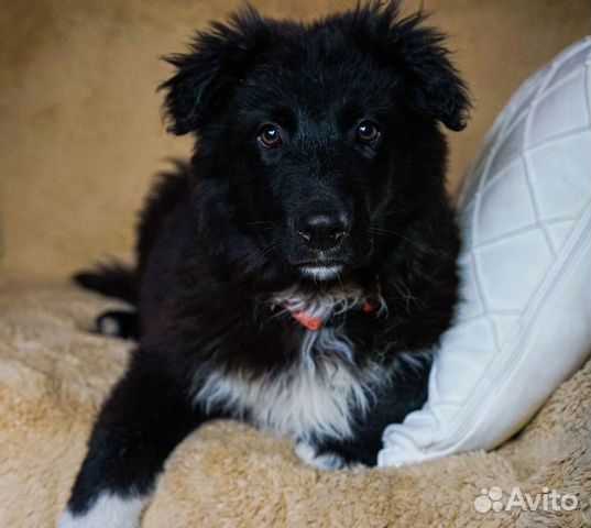 Тедди щенок 5 мес в добрые руки дар бесплатно