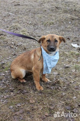 Забери малышку из приюта