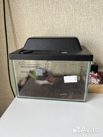 Террариум вместе с улиткой