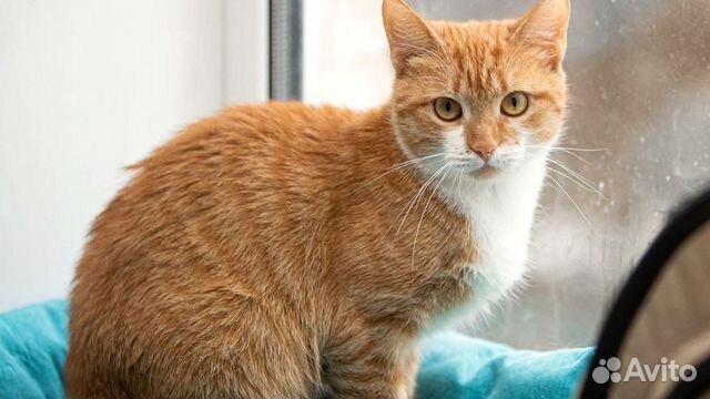 Ищет дом кошечка Лися